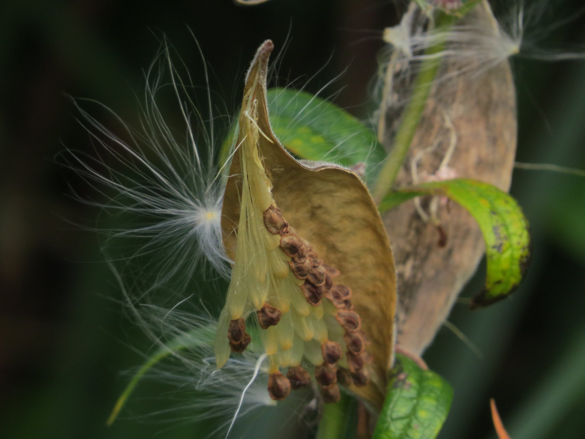 Jigsaw Puzzle | seed and seed pod of butterfly weed (Asclepius tuberosa ...