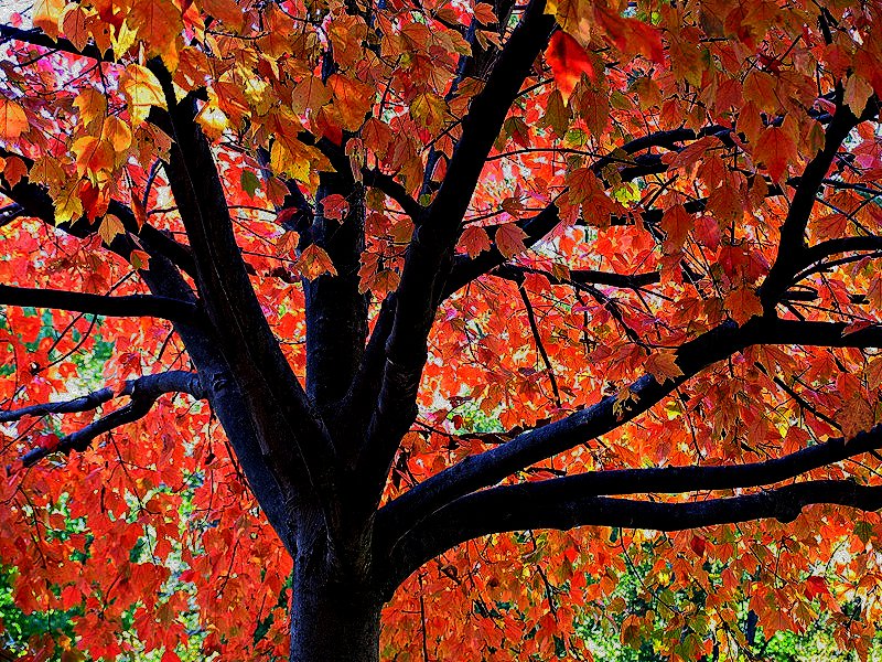 Solve Maple jigsaw puzzle online with 80 pieces