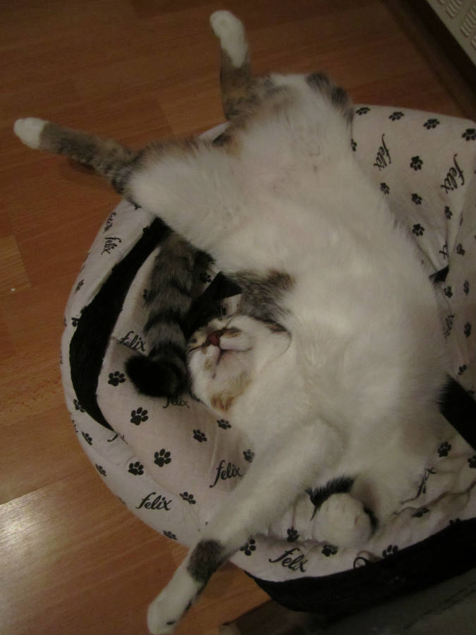 Solve Contortionist kitty jigsaw puzzle online with 63 pieces