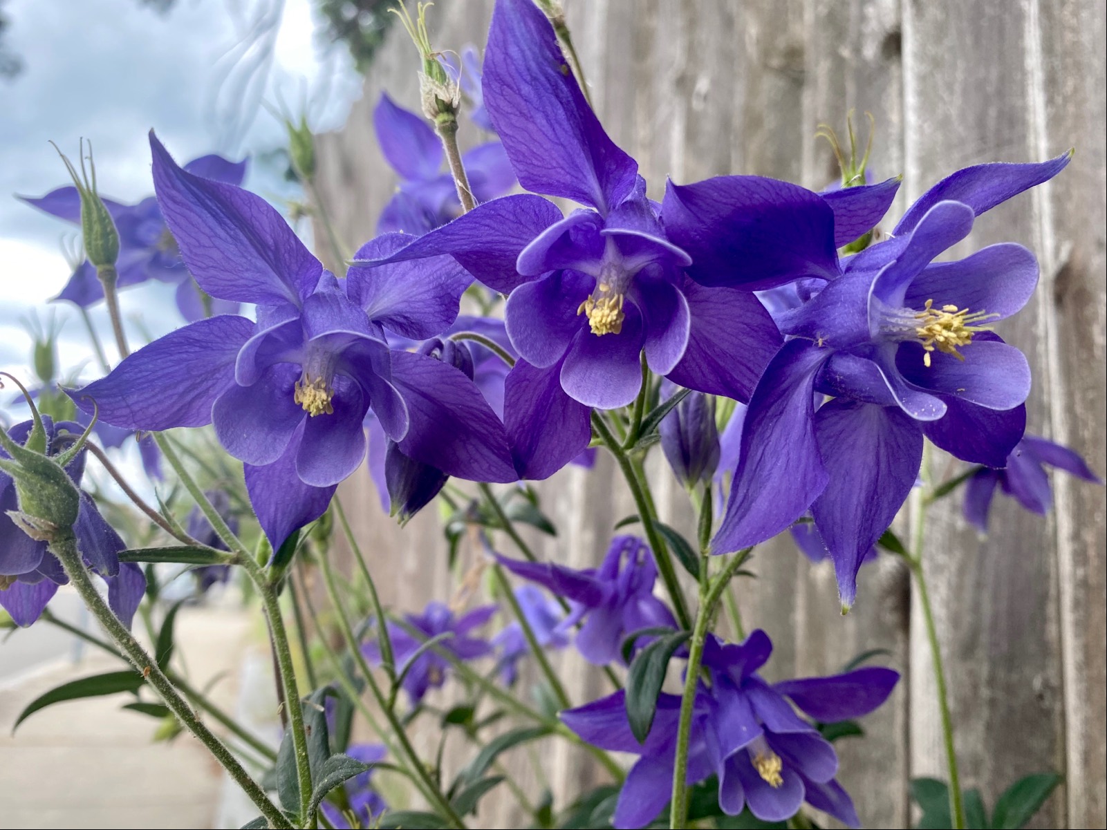 Solve Purple Flowers jigsaw puzzle online with 300 pieces