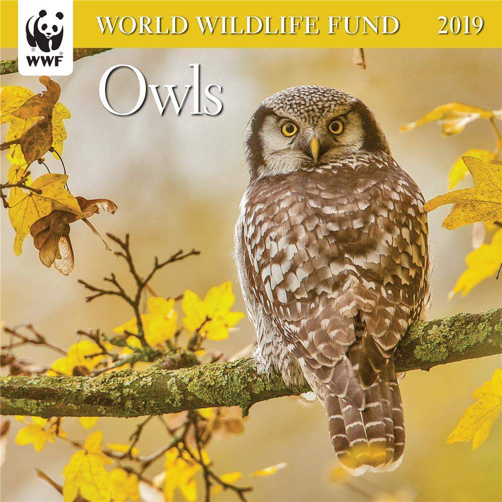 Solve 2019 Wall Calendar Owls jigsaw puzzle online with 256 pieces