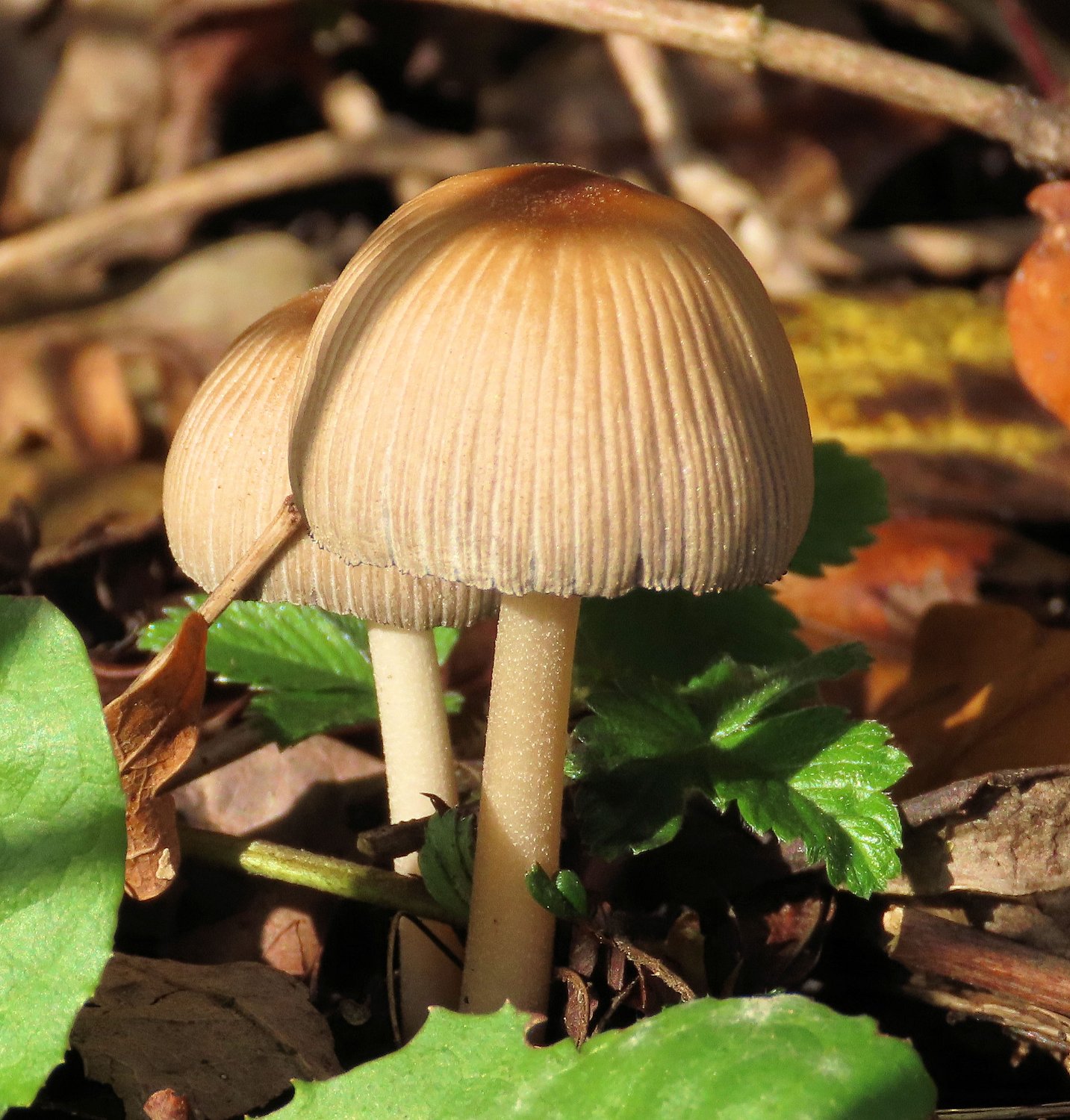 Solve glistening inky caps (glimmerinktzwammen) jigsaw puzzle online ...