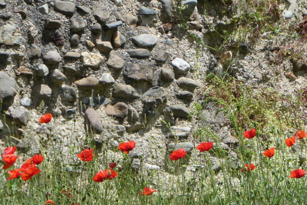 Solve Series Poppies: Wild poppies, growing in front of the wall of the ...