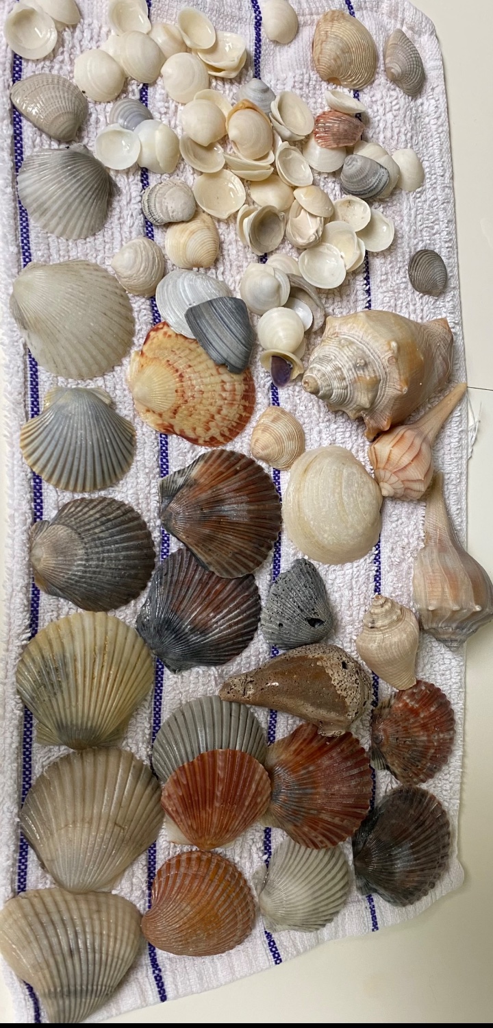 Solve Shell game jigsaw puzzle online with 242 pieces
