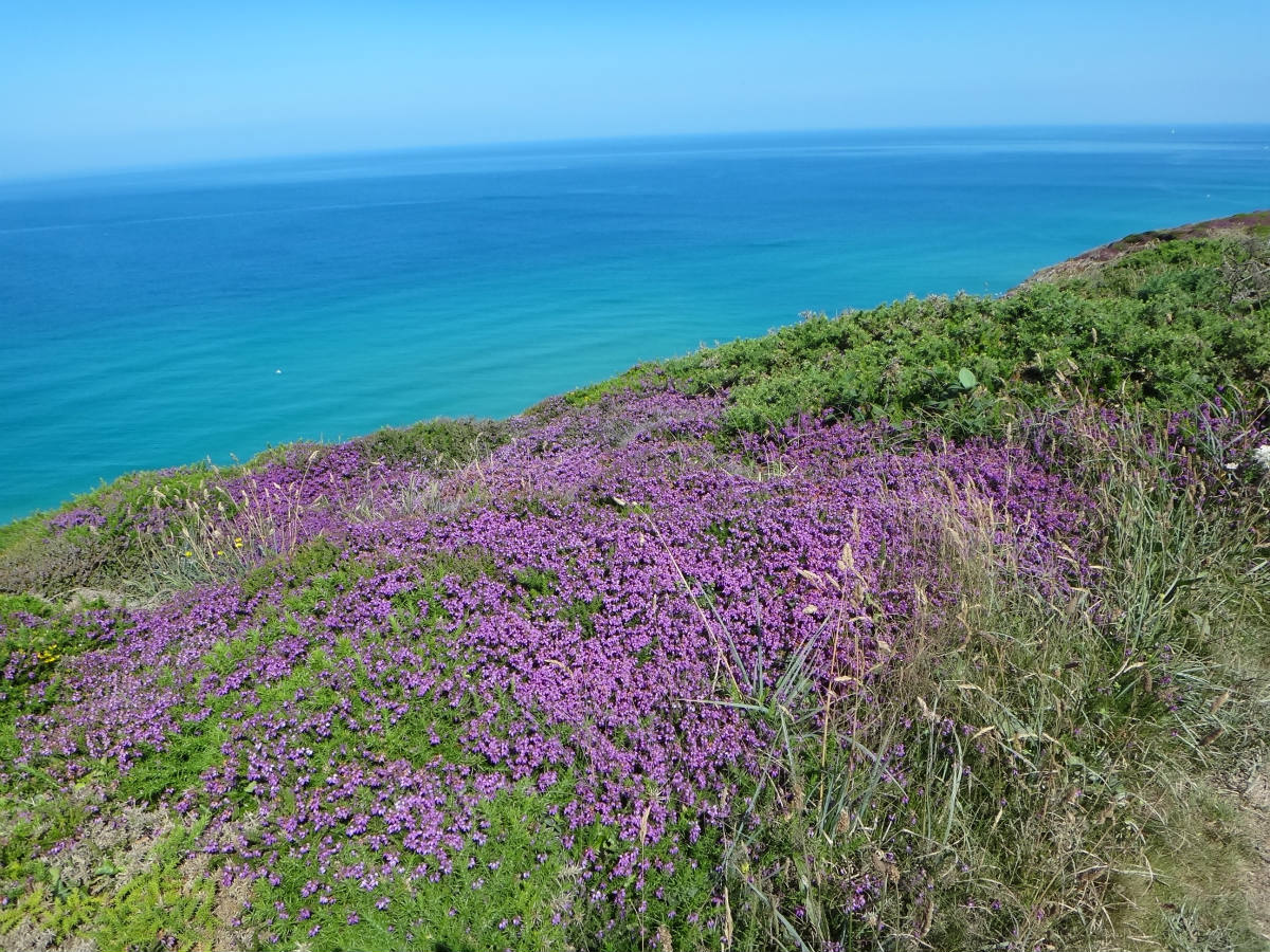 Solve Heather. Cornwall. jigsaw puzzle online with 88 pieces
