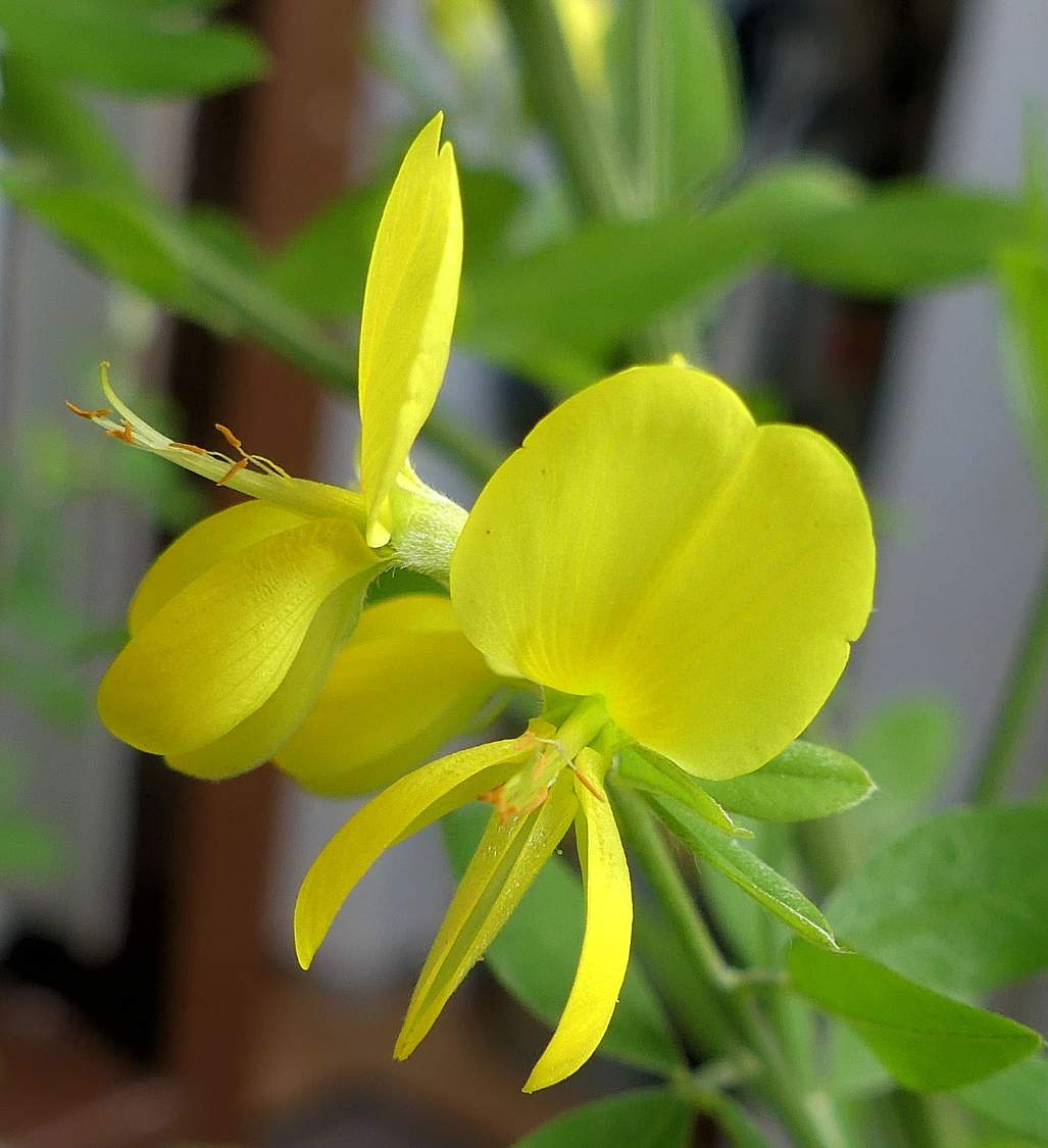 Solve yellow broom (gele brem) jigsaw puzzle online with 56 pieces