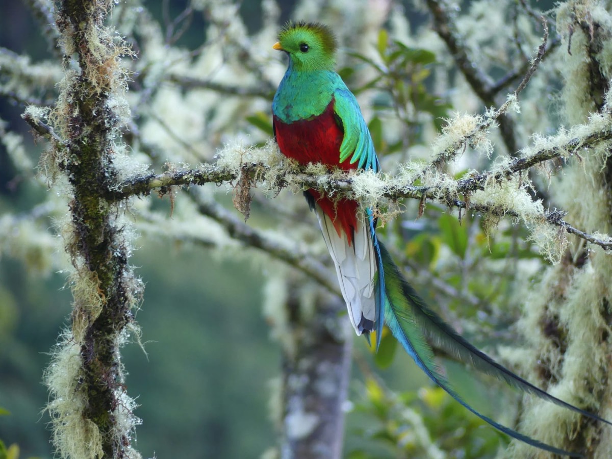 Solve Quetzal Costa Rica jigsaw puzzle online with 80 pieces