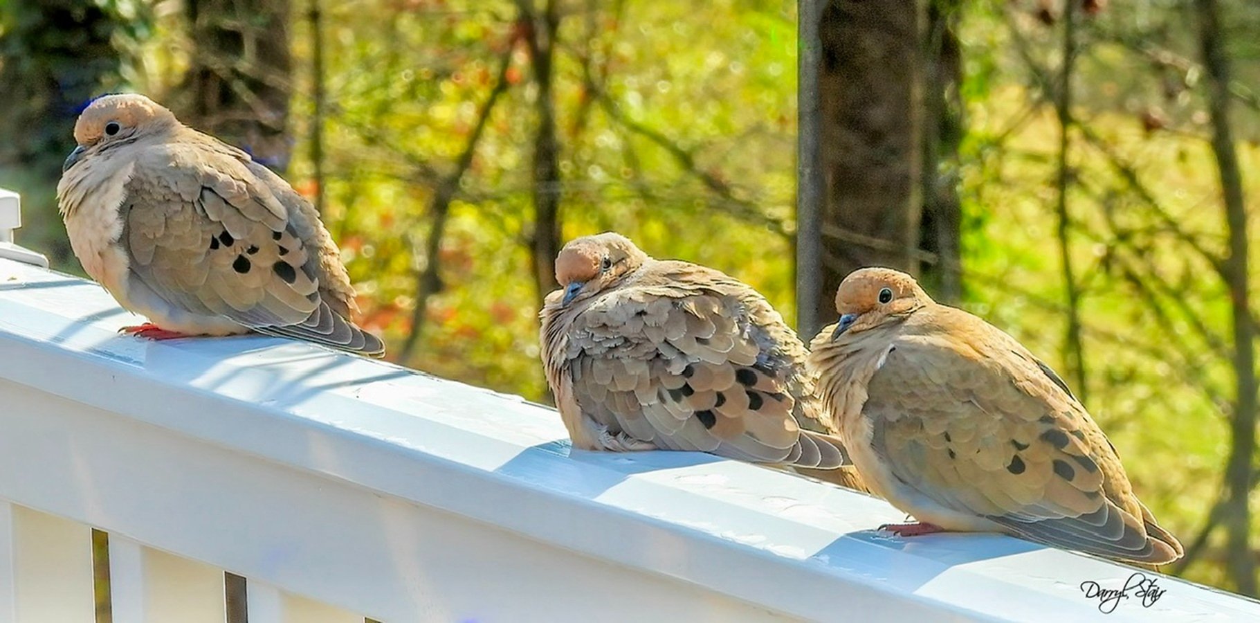 Solve 3 turtle doves jigsaw puzzle online with 128 pieces
