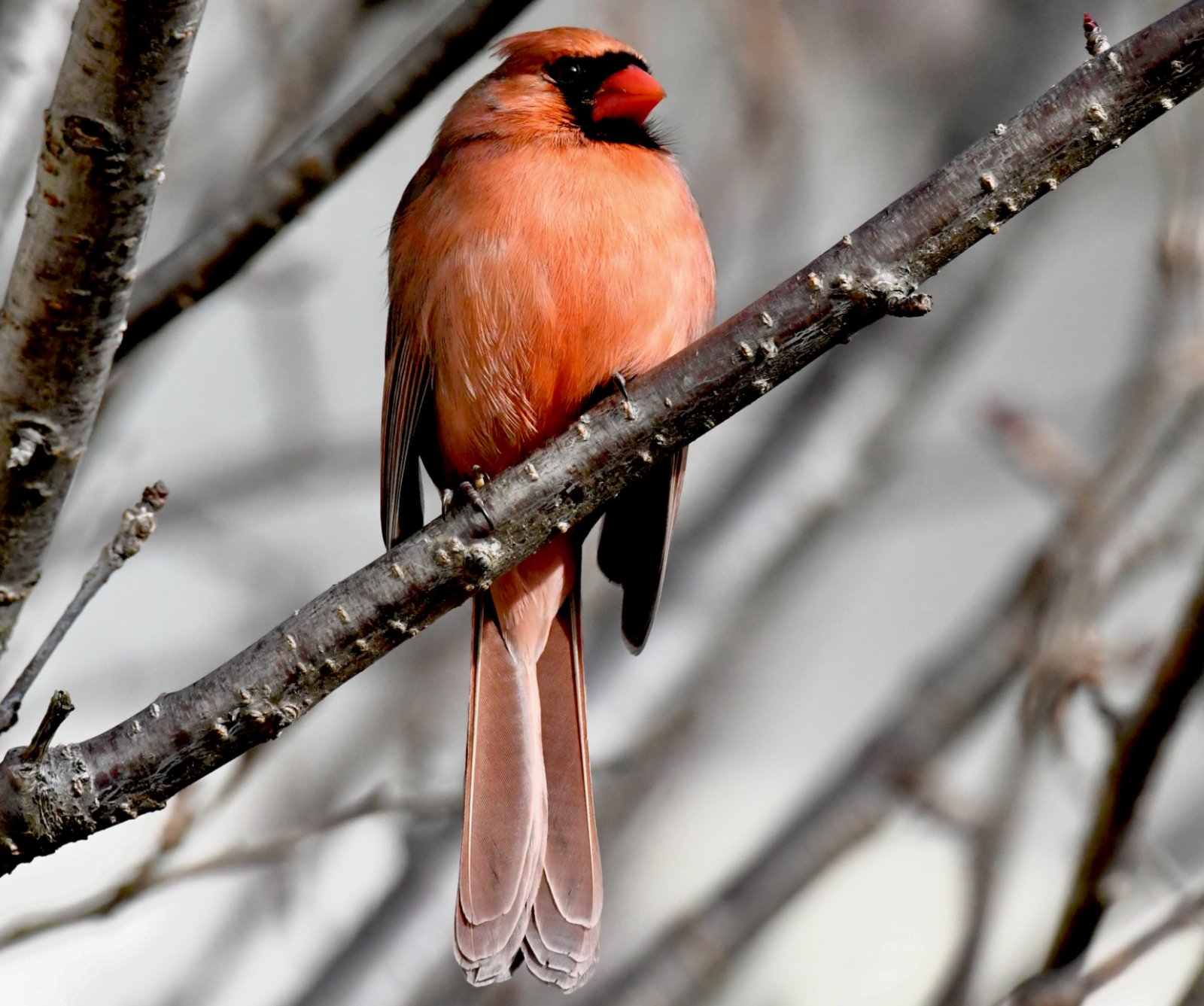 Solve A male Cardinal on Long Island, New York jigsaw puzzle online ...