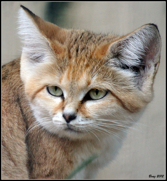 Solve Sand Cat jigsaw puzzle online with 25 pieces