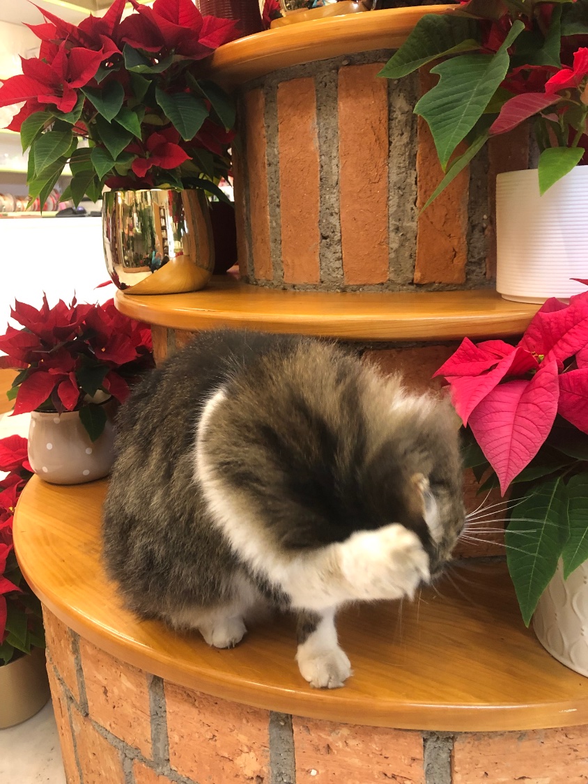 Solve The cat 2 jigsaw puzzle online with 12 pieces