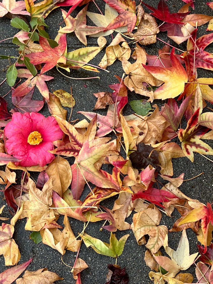 Solve windy day jigsaw puzzle online with 20 pieces