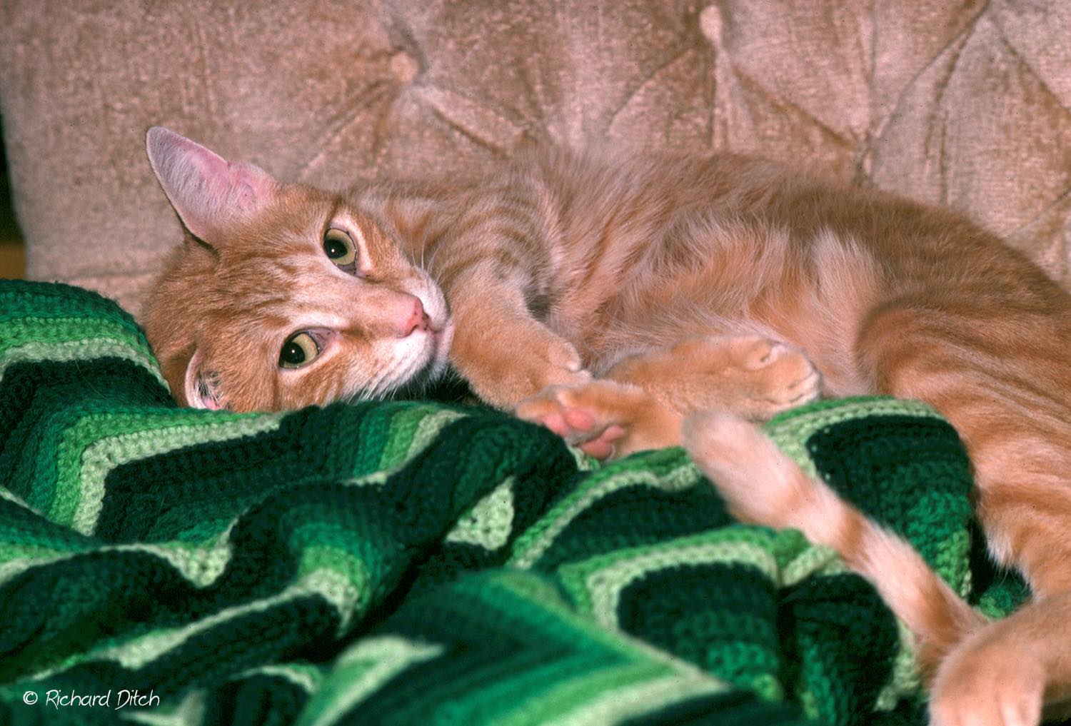 Solve Trouble jigsaw puzzle online with 96 pieces