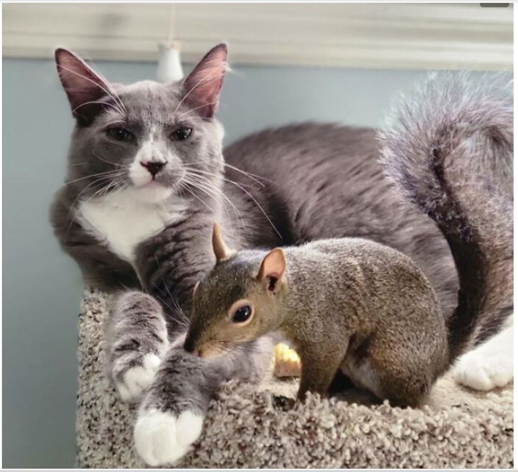 Solve Butter (short for peanut butter) And Jack jigsaw puzzle online ...