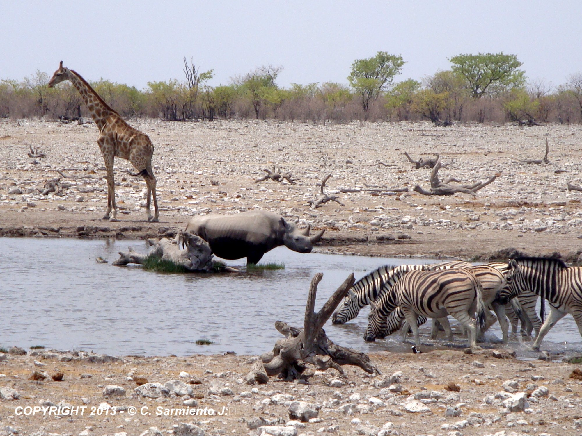 Puzzle | 88 pièces | NAMIBIA – Etosha National Game Park - At the ...