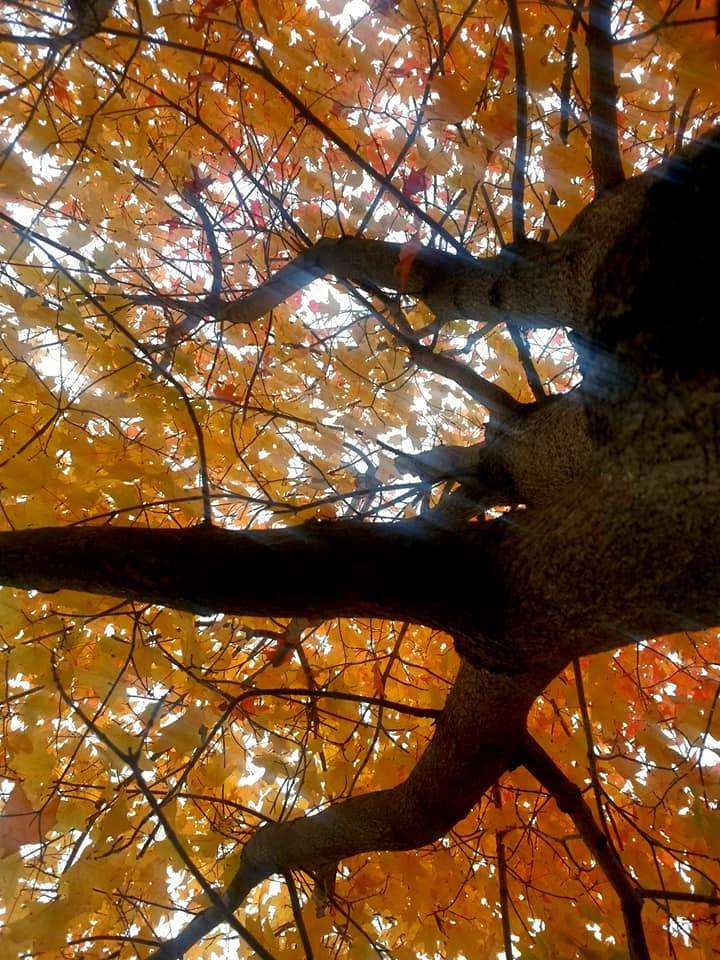 Puzzle | 108 pièces | Tammy tree | Jigidi