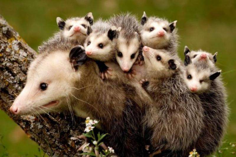 Solve Opossum (s) jigsaw puzzle online with 117 pieces