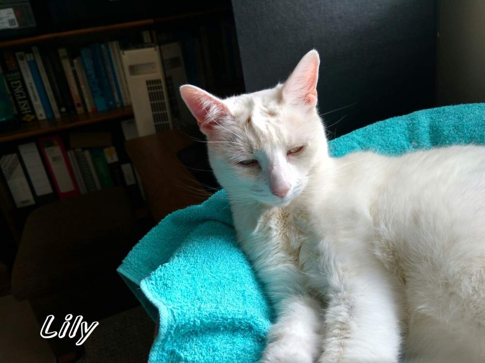 Solve Lily 0093 - What to do waking up (storyboard) - Part 4 of 4 - Now ...