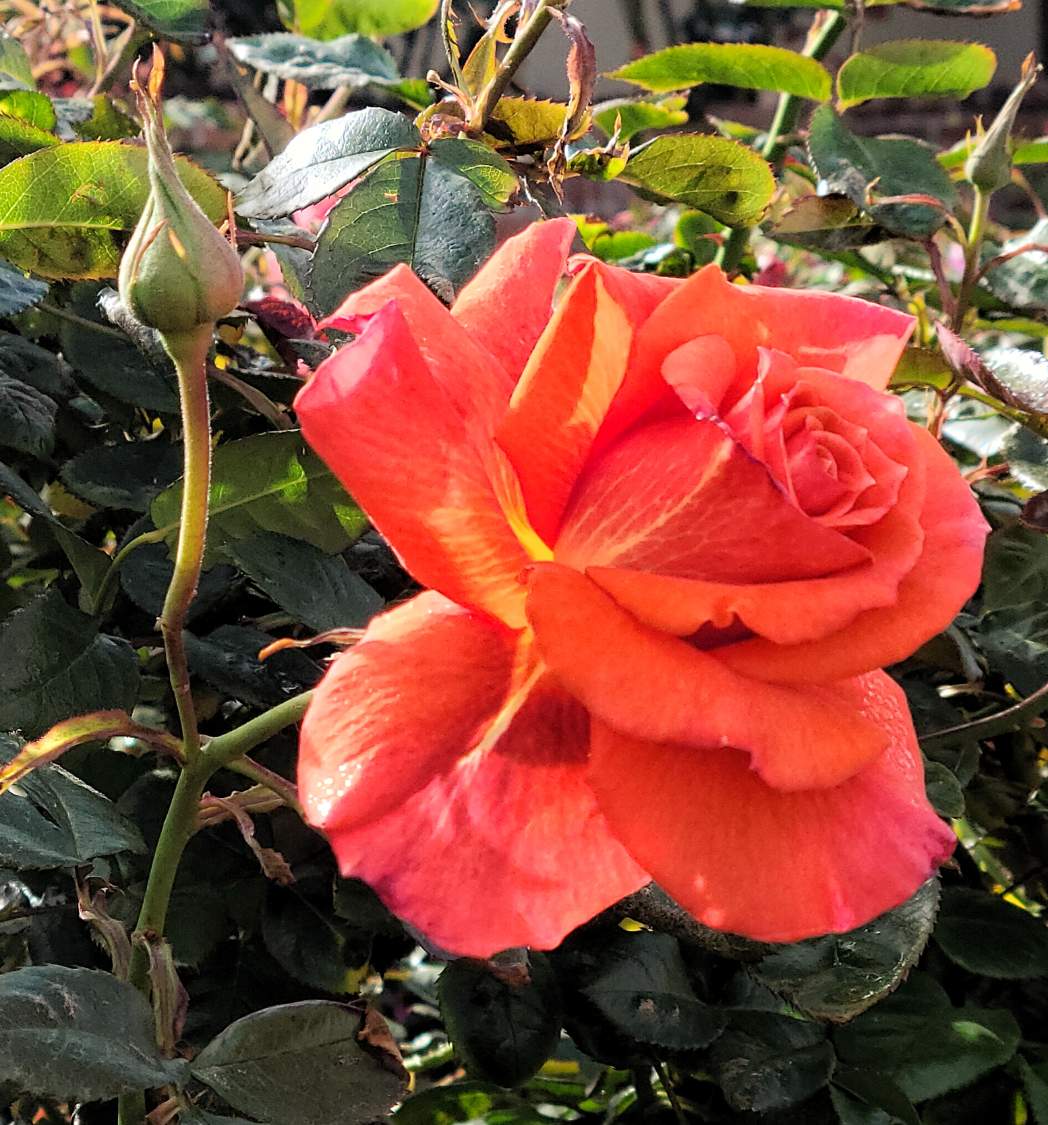 Solve Rose Blossom and Bud jigsaw puzzle online with 36 pieces