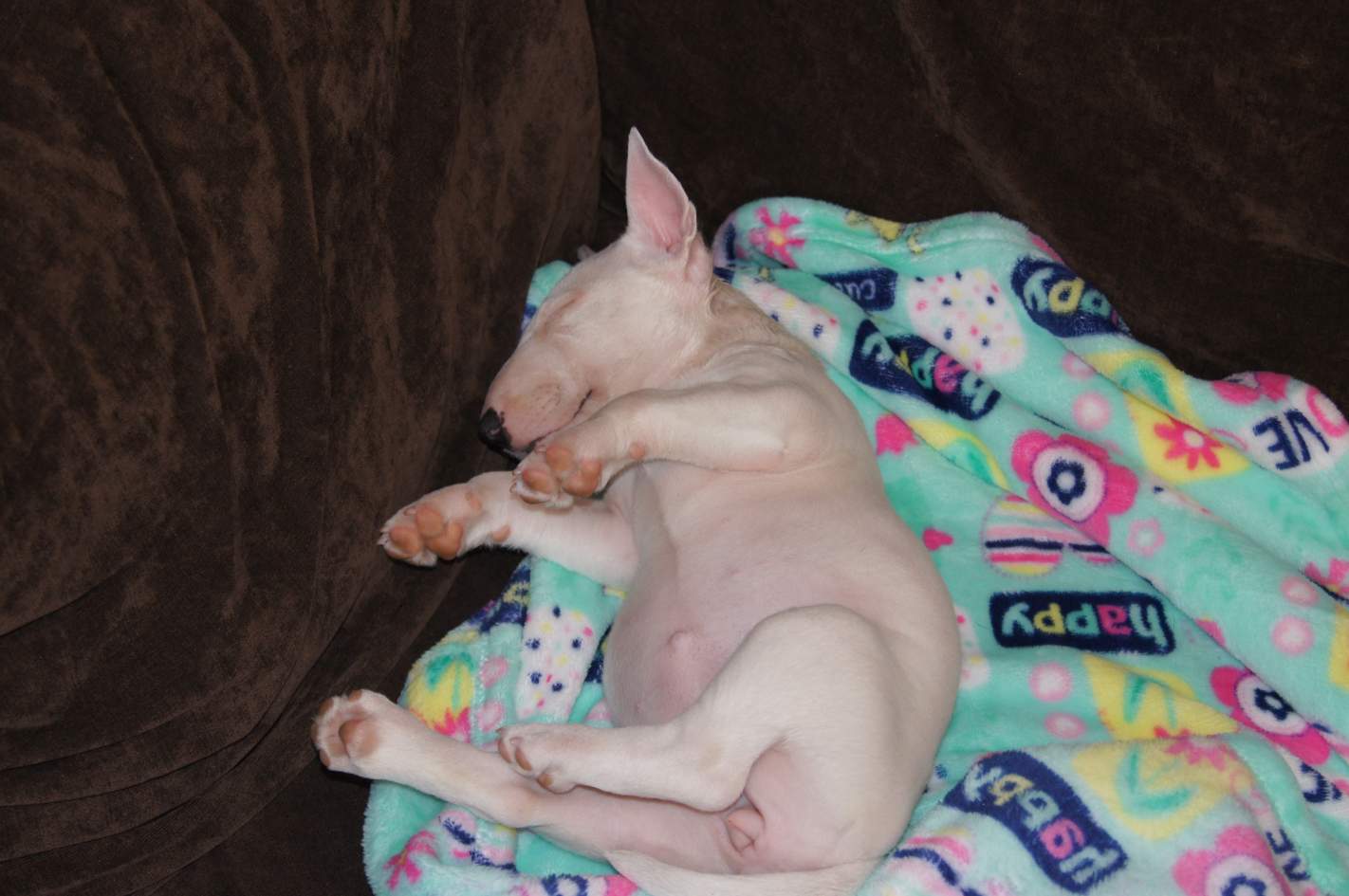 Solve SEN jigsaw puzzle online with 35 pieces