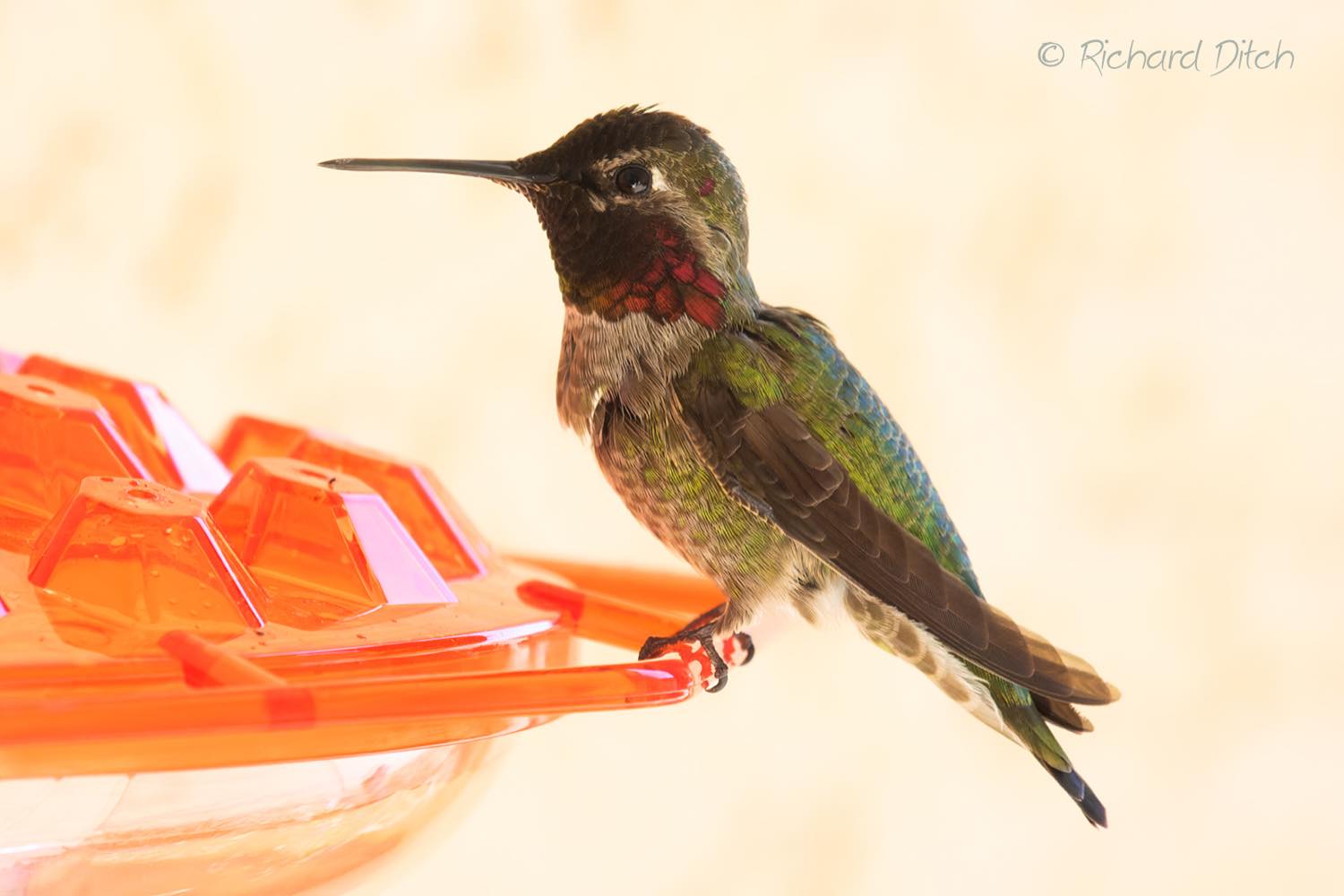 Solve Anna's Hummingbird jigsaw puzzle online with 96 pieces