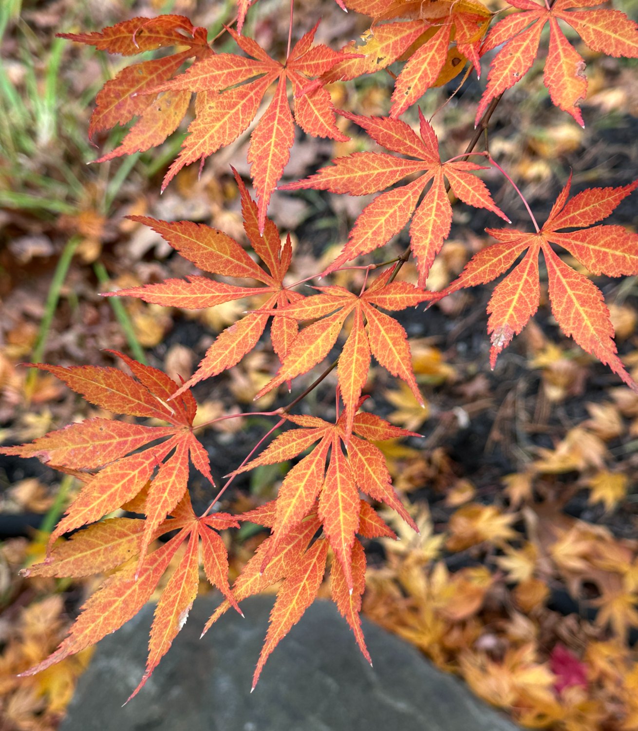 Solve Red maple leaves turning color jigsaw puzzle online with 72 pieces