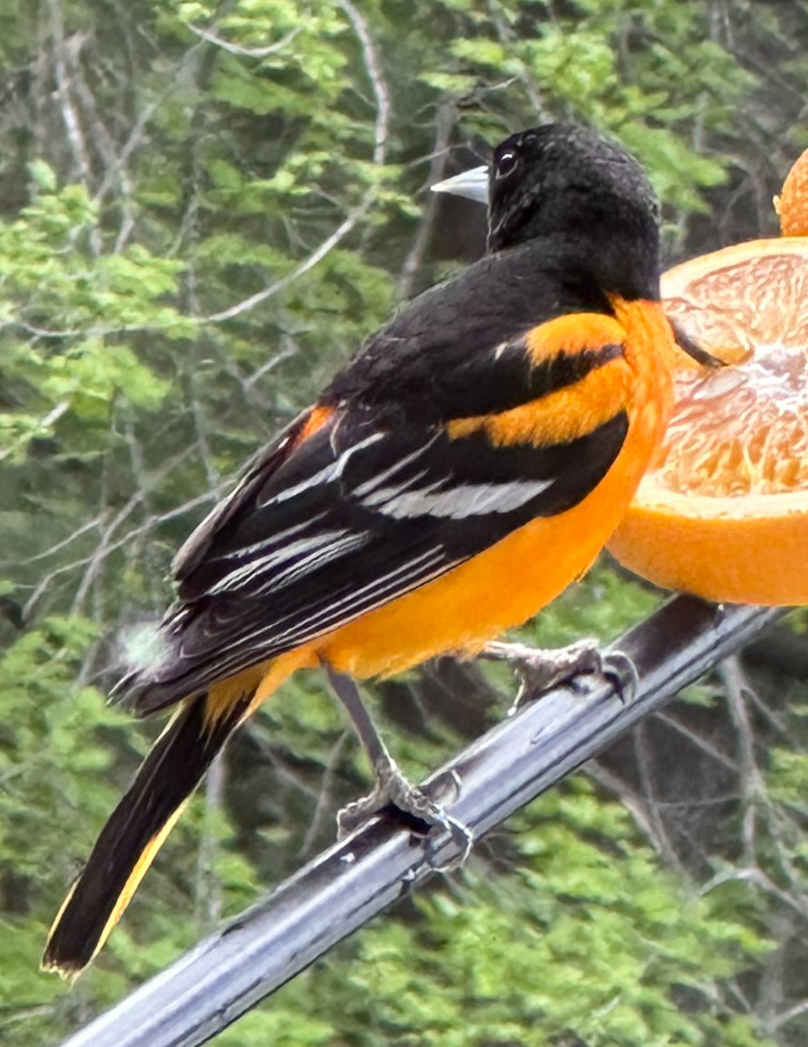 Solve Baltimore oriole jigsaw puzzle online with 63 pieces