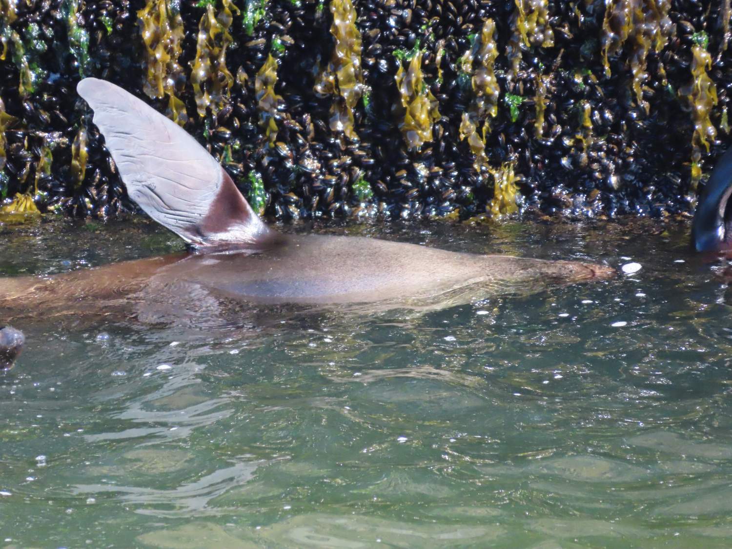 Solve Another seal jigsaw puzzle online with 48 pieces