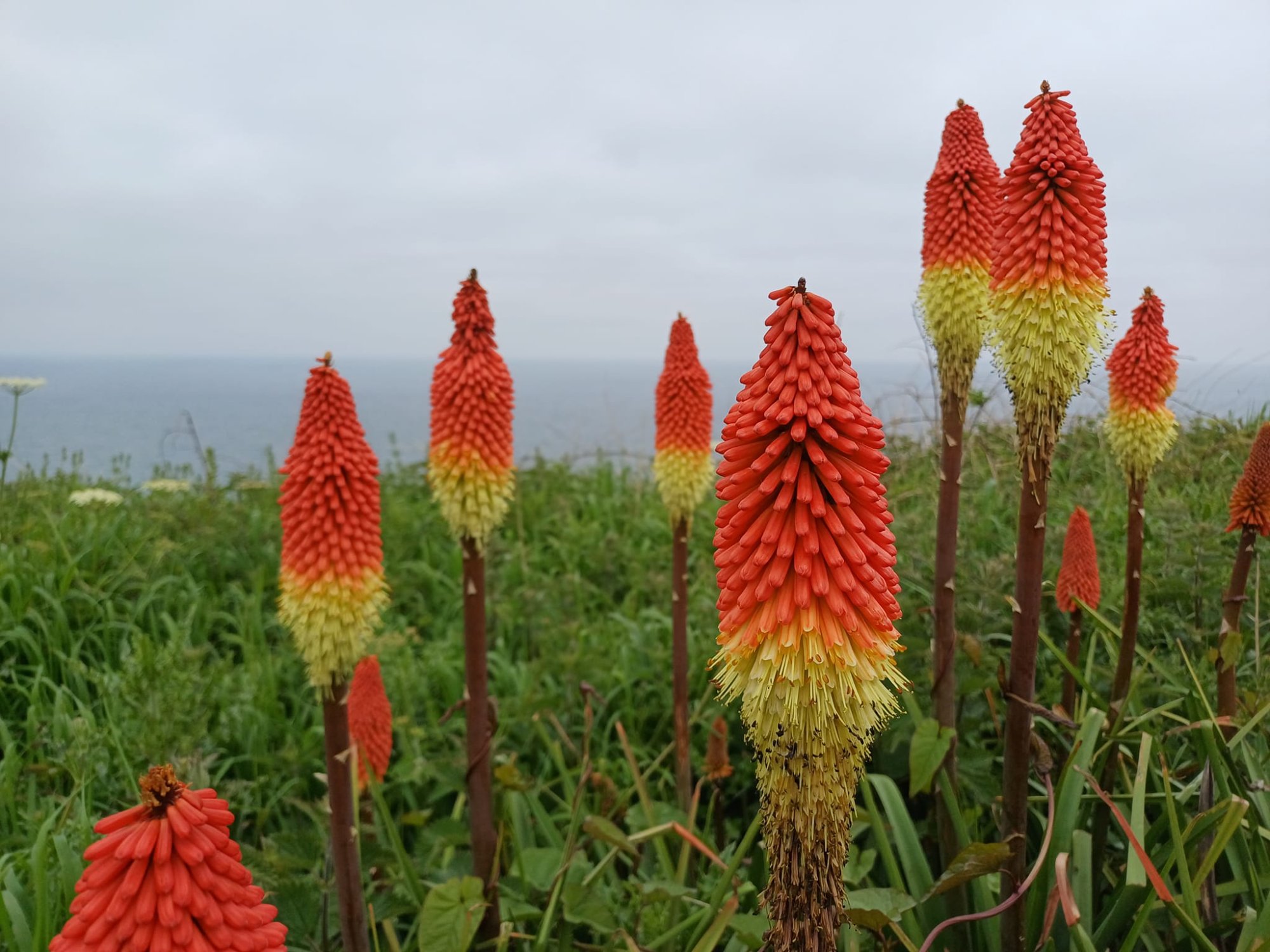 Solve Red Hot Pokers jigsaw puzzle online with 80 pieces