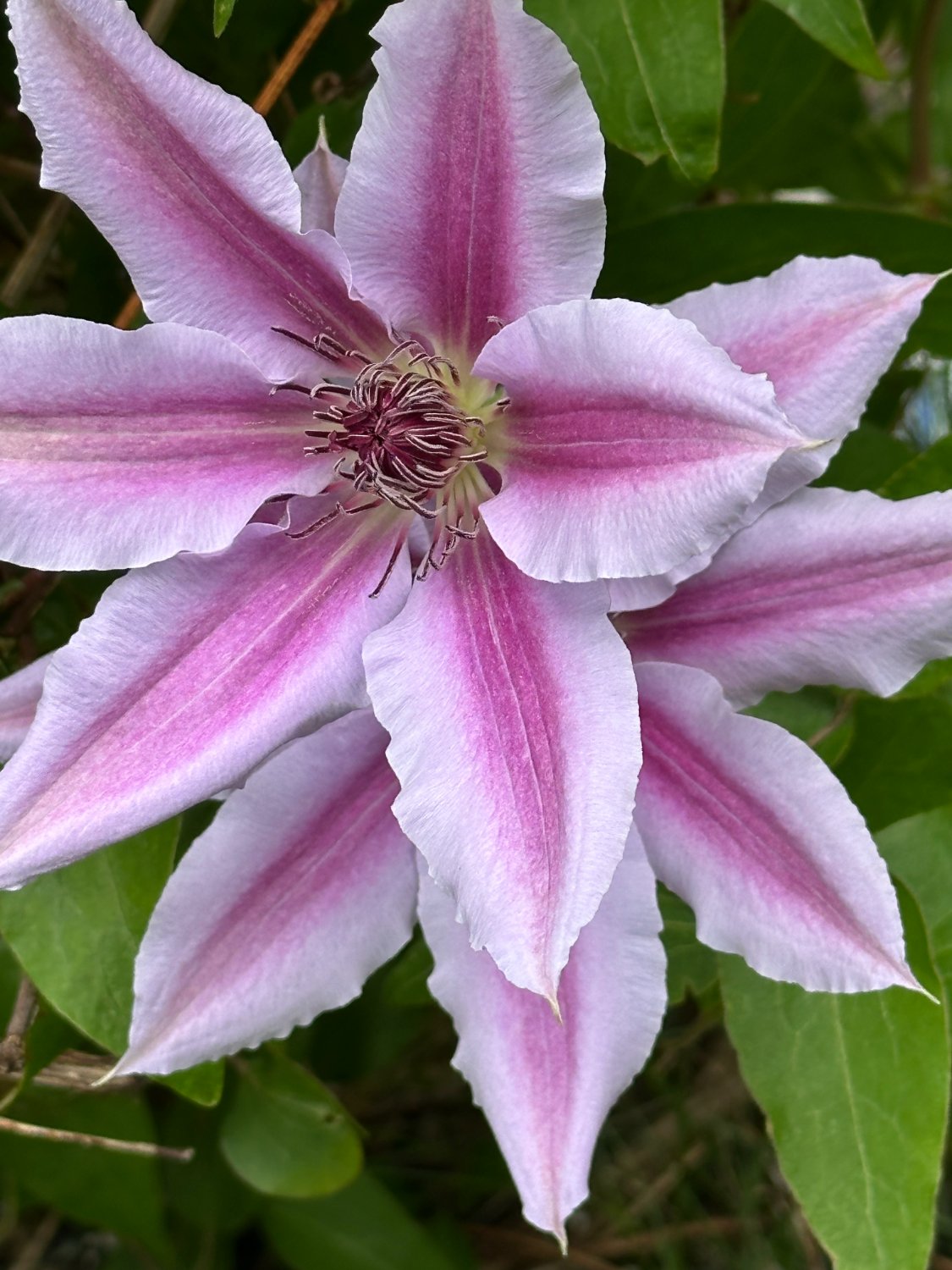 Solve Clematis duo jigsaw puzzle online with 63 pieces