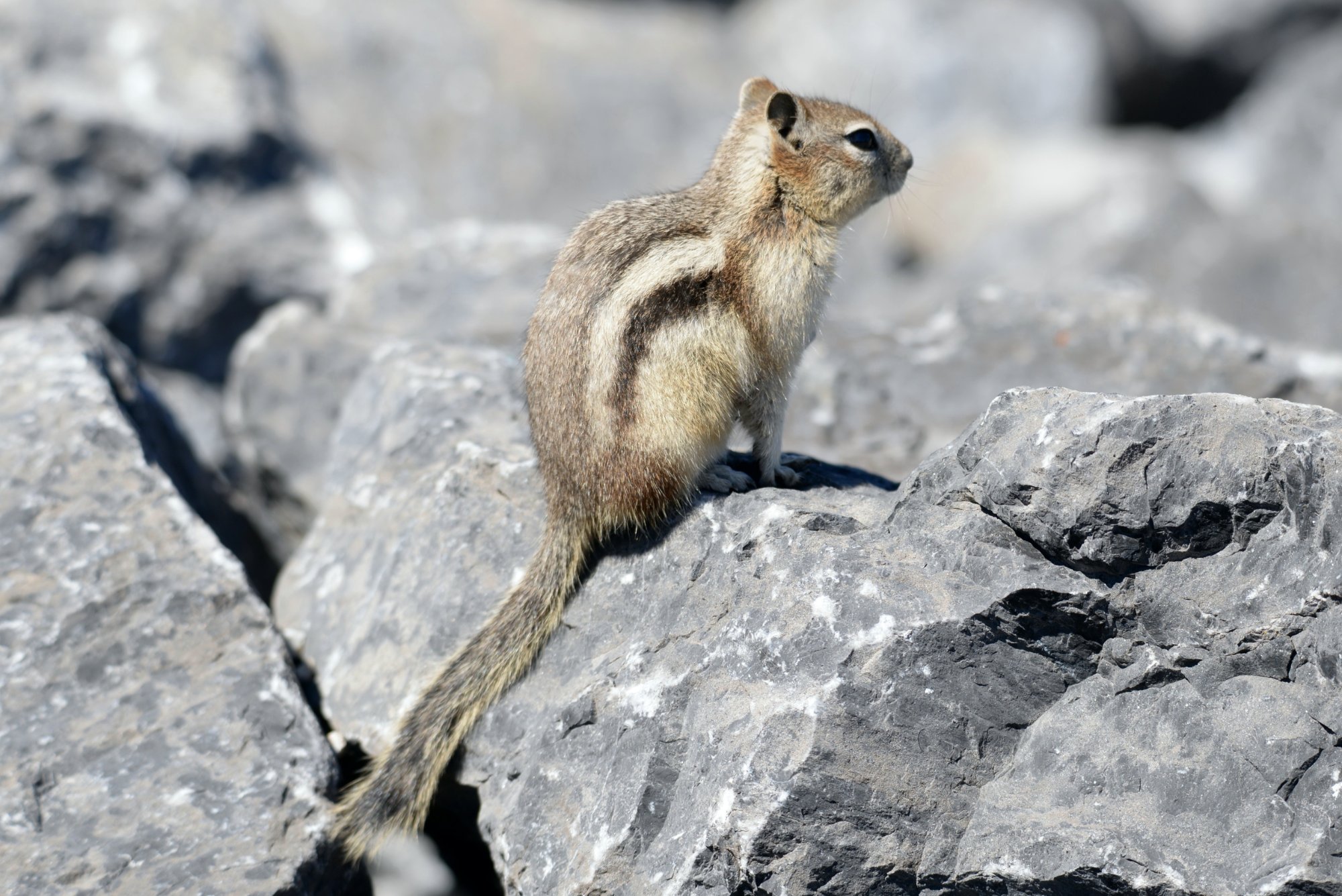 Solve Chipmunk, Kananaskis jigsaw puzzle online with 96 pieces