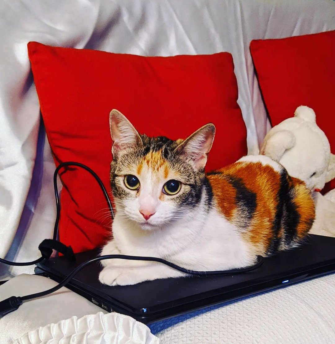 Solve Laptop Repair Cat jigsaw puzzle online with 9 pieces