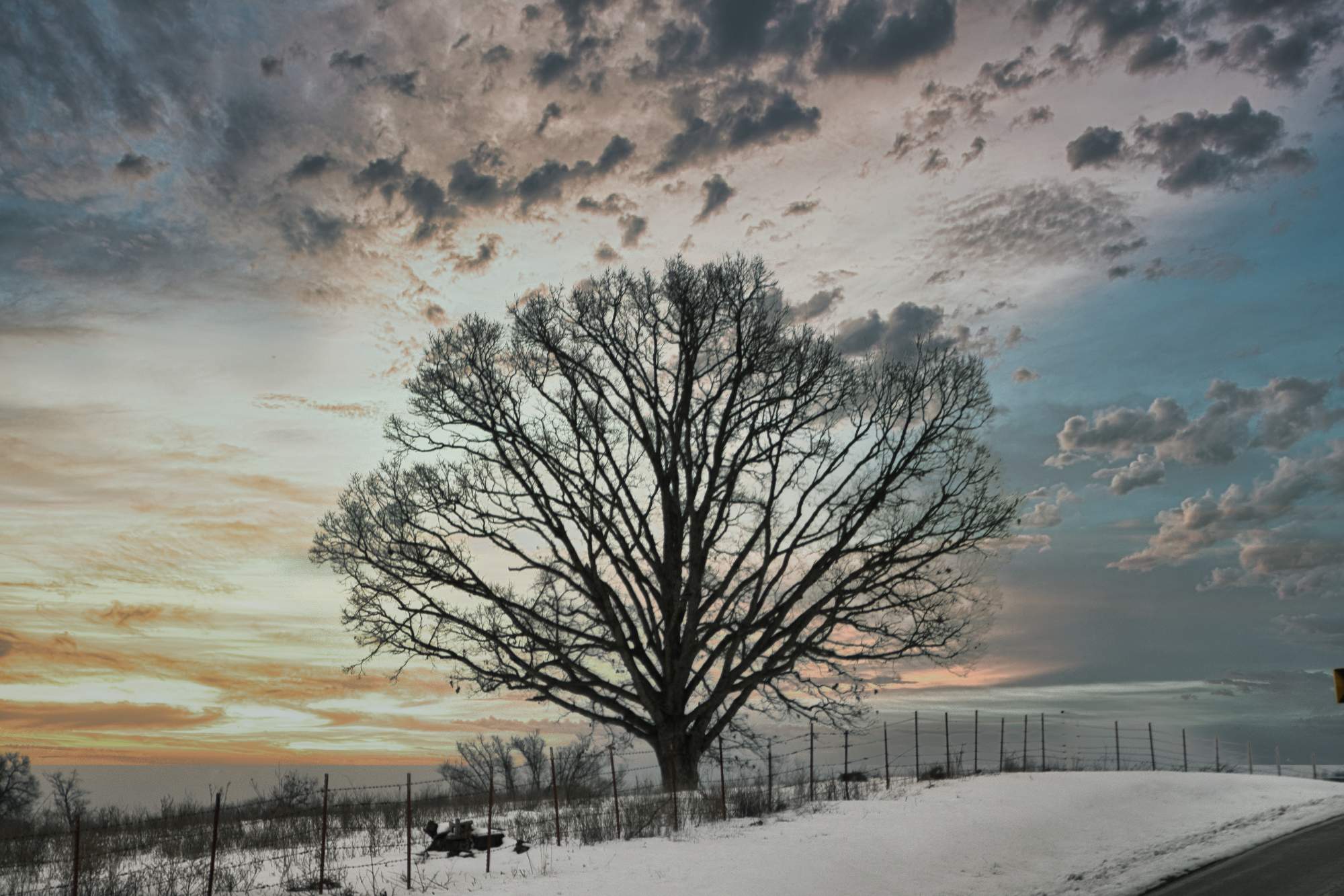 Solve Winter Tree jigsaw puzzle online with 247 pieces