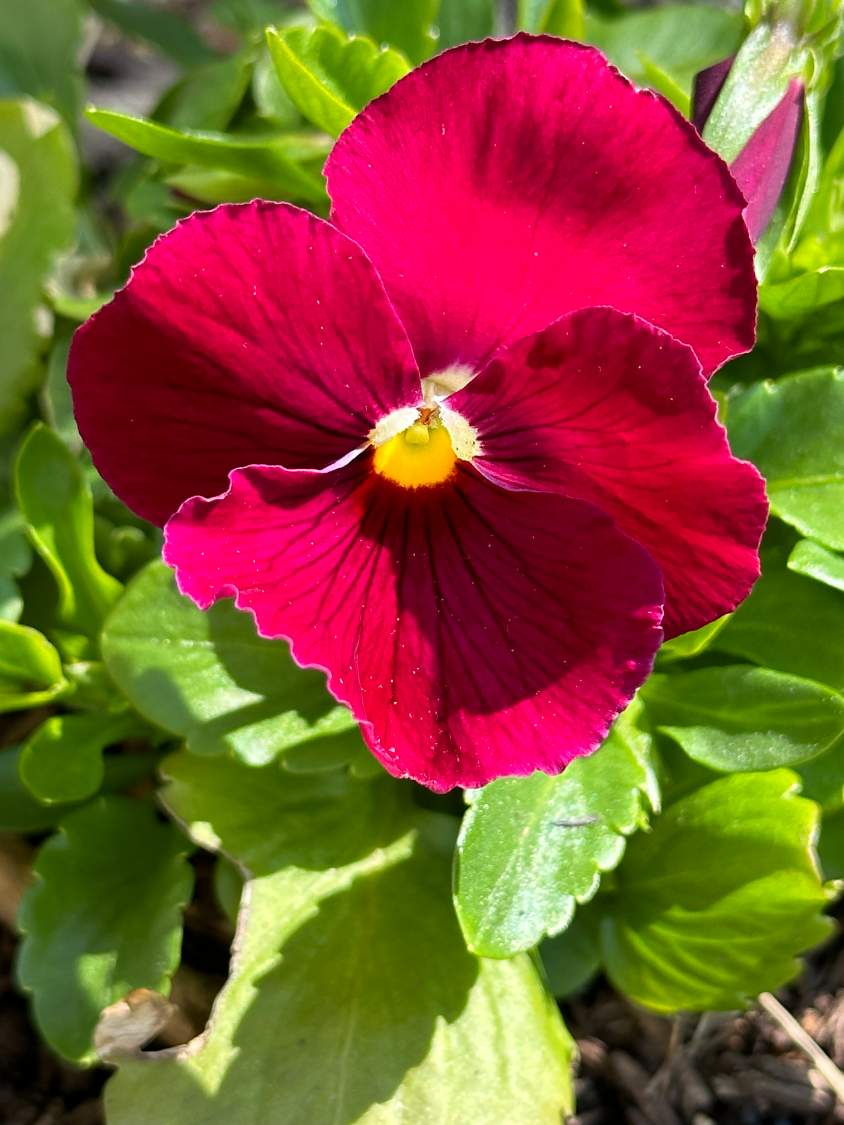 Solve Red pansy! jigsaw puzzle online with 48 pieces