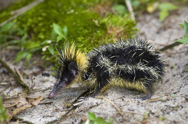Solve What is this pathetic looking creature called? jigsaw puzzle ...