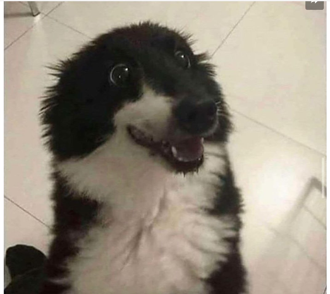Jigsaw Puzzle | 16 pieces | Am I Good Boi? Really?! | Jigidi