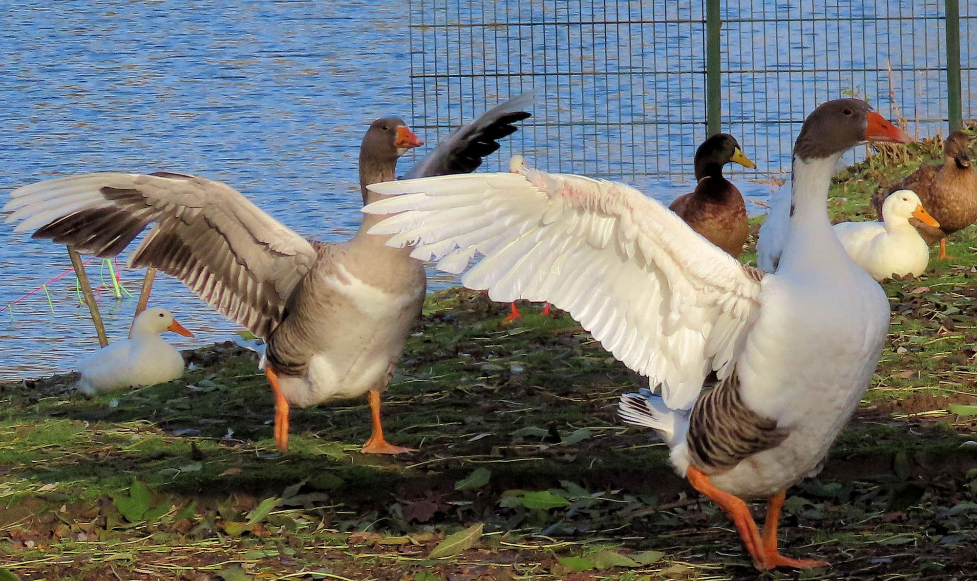 Solve flapping geese jigsaw puzzle online with 432 pieces