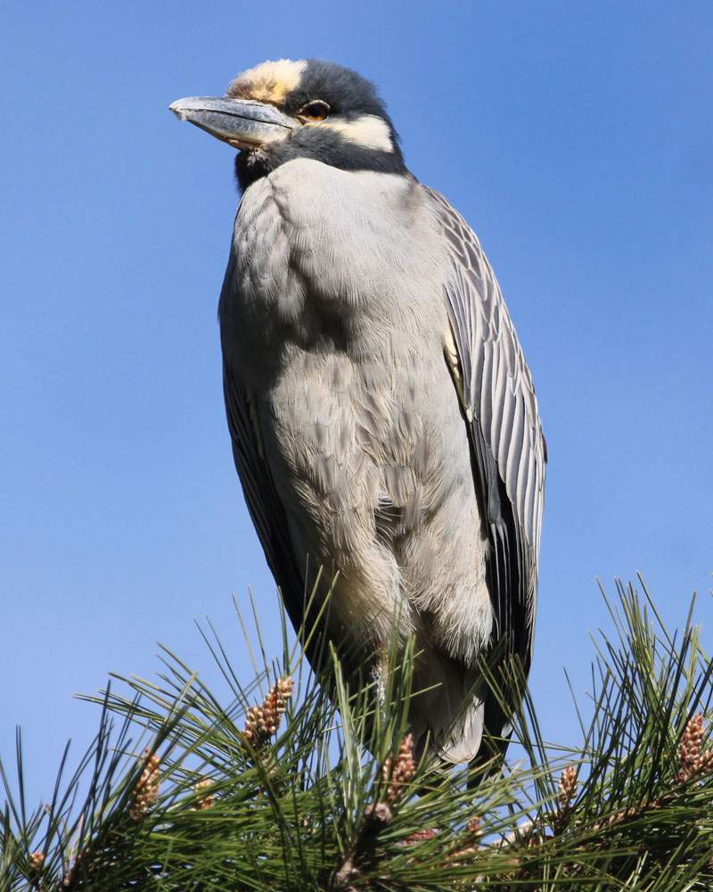 Solve Yellow-crowned Night Heron Adult, Public Works Building, Del Mar ...