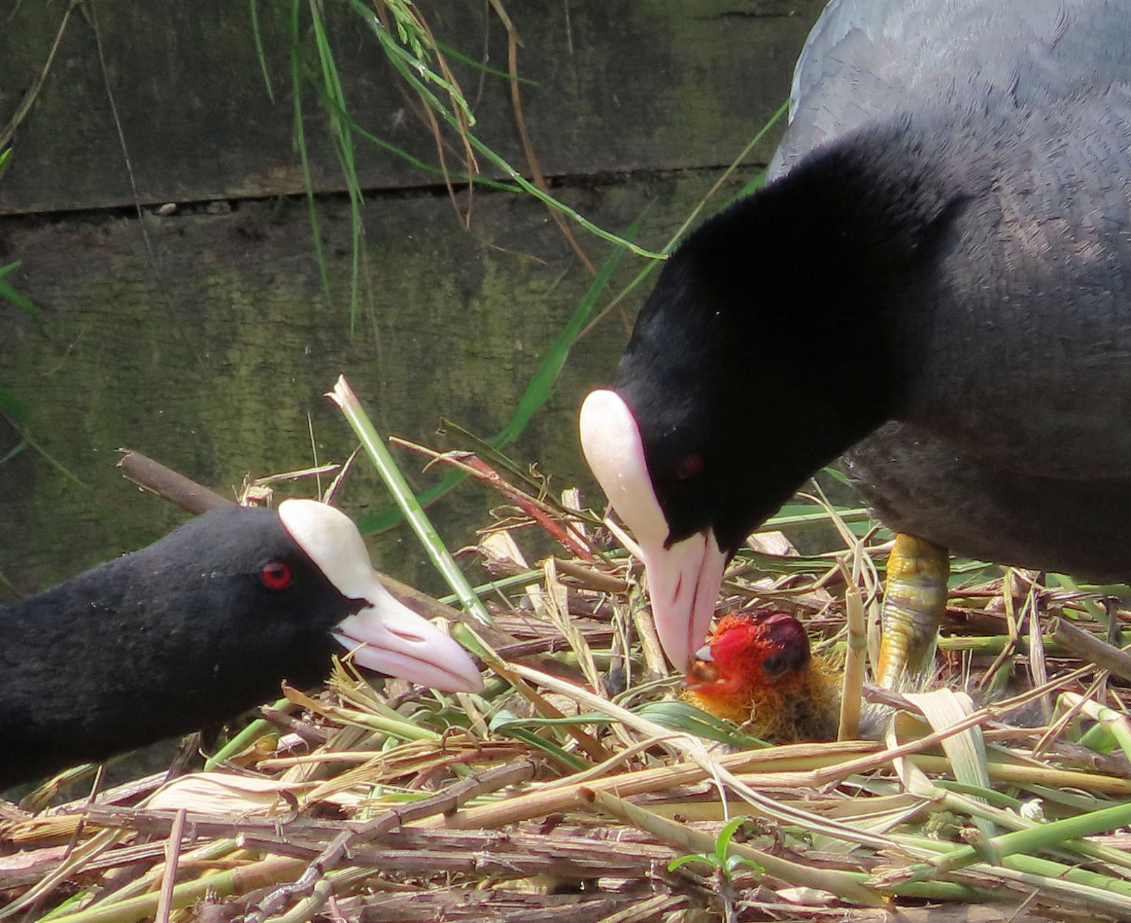 Solve doting parents jigsaw puzzle online with 56 pieces