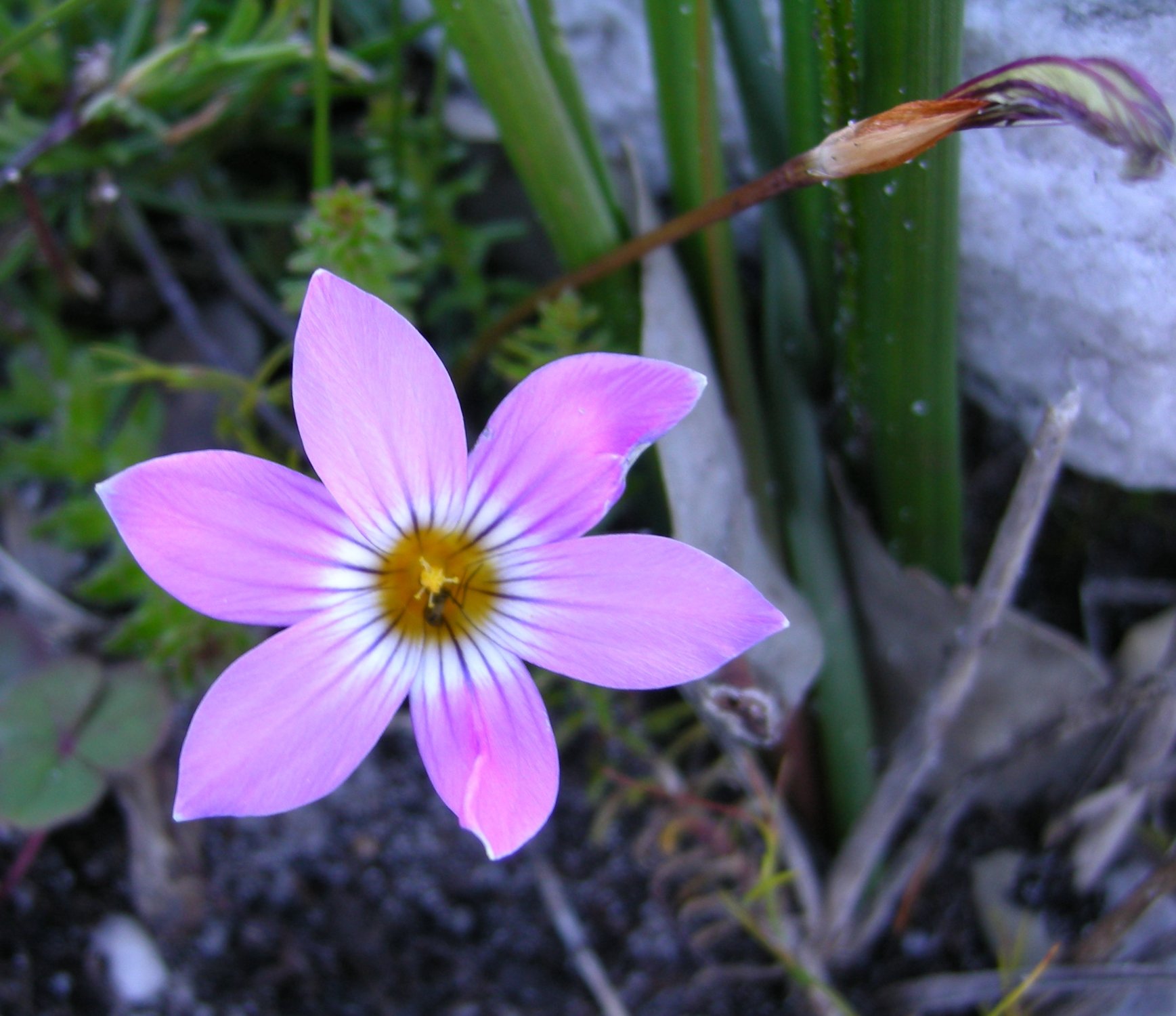 Solve Romulea tabularis jigsaw puzzle online with 99 pieces