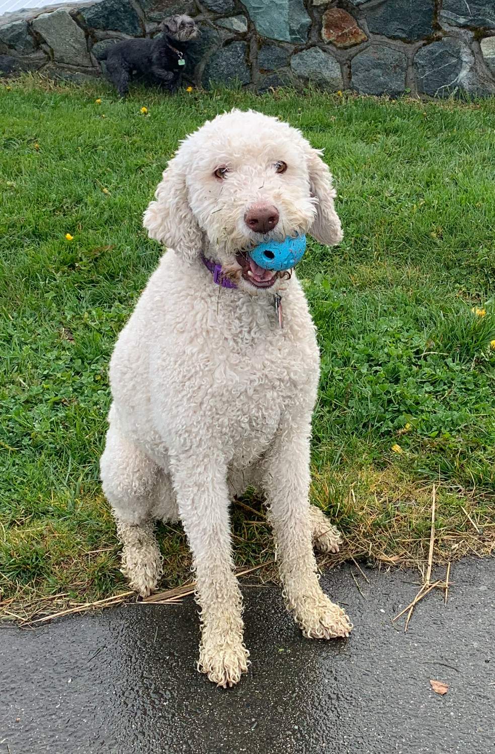Jigsaw Puzzle | Bella is a very friendly labradoodle. | 126 pieces | Jigidi