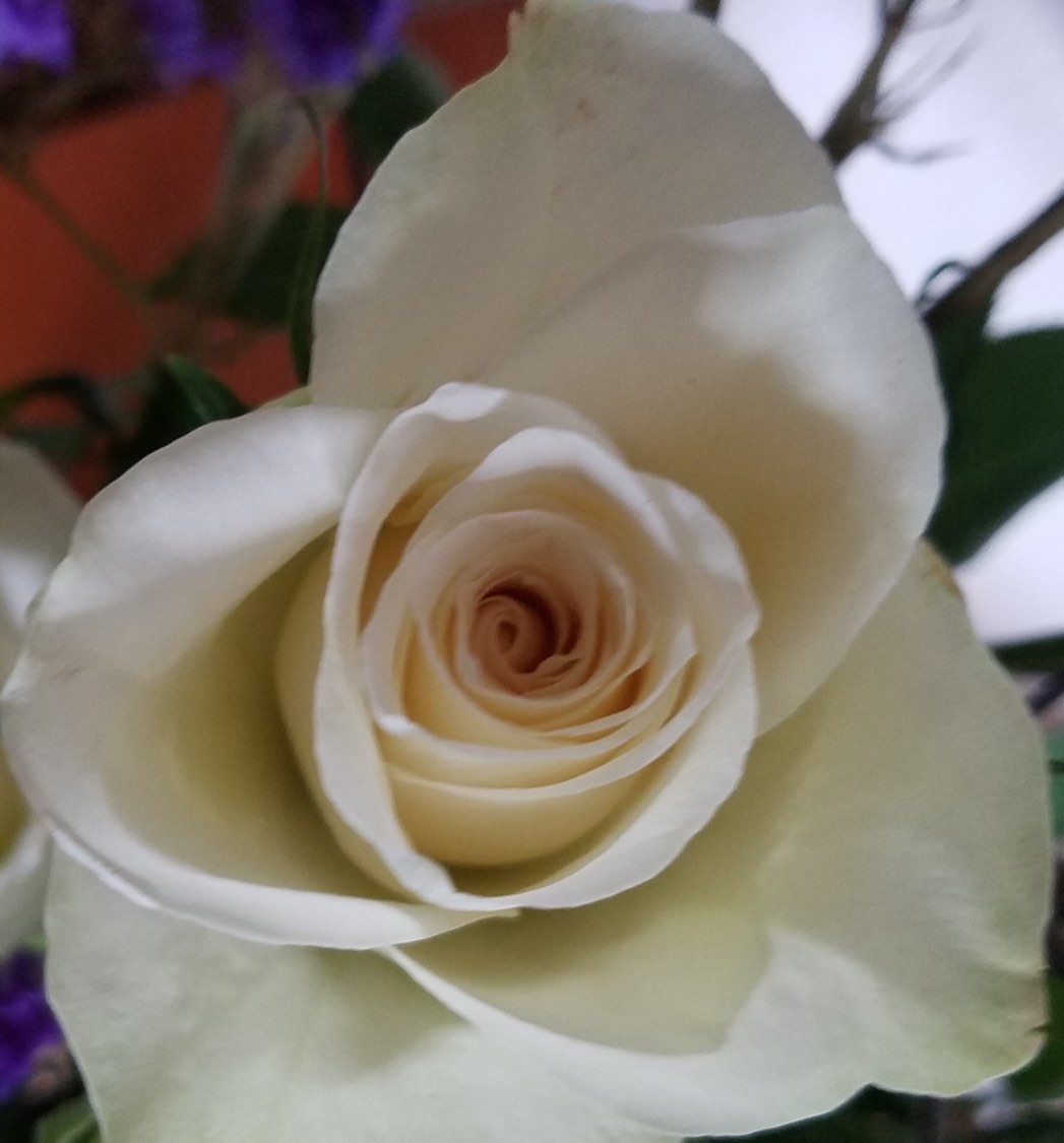 Solve White Rose jigsaw puzzle online with 36 pieces