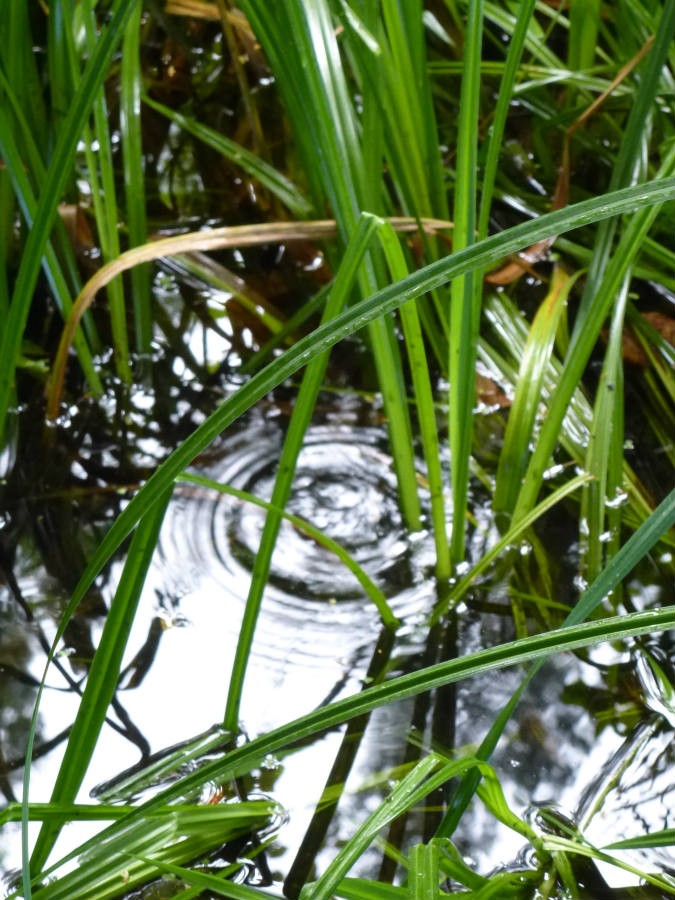 Solve One drop of rain formed a crater in the water jigsaw puzzle ...