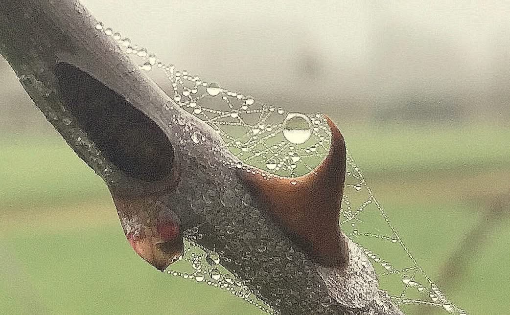 Solve Water droplets on a web jigsaw puzzle online with 104 pieces
