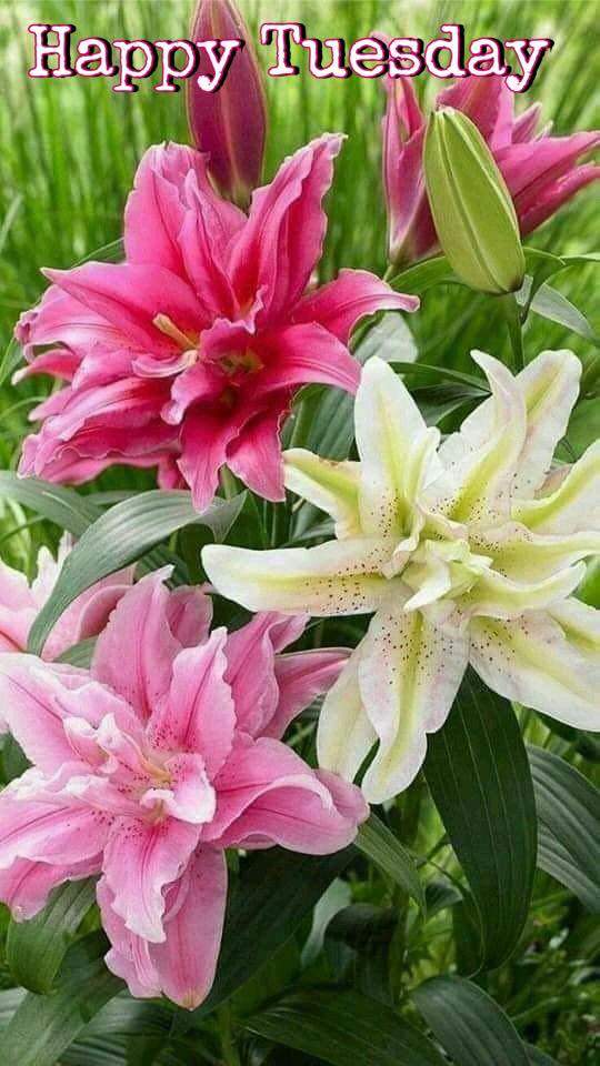 Solve Good Morning - Happy Tuesday! jigsaw puzzle online with 66 pieces