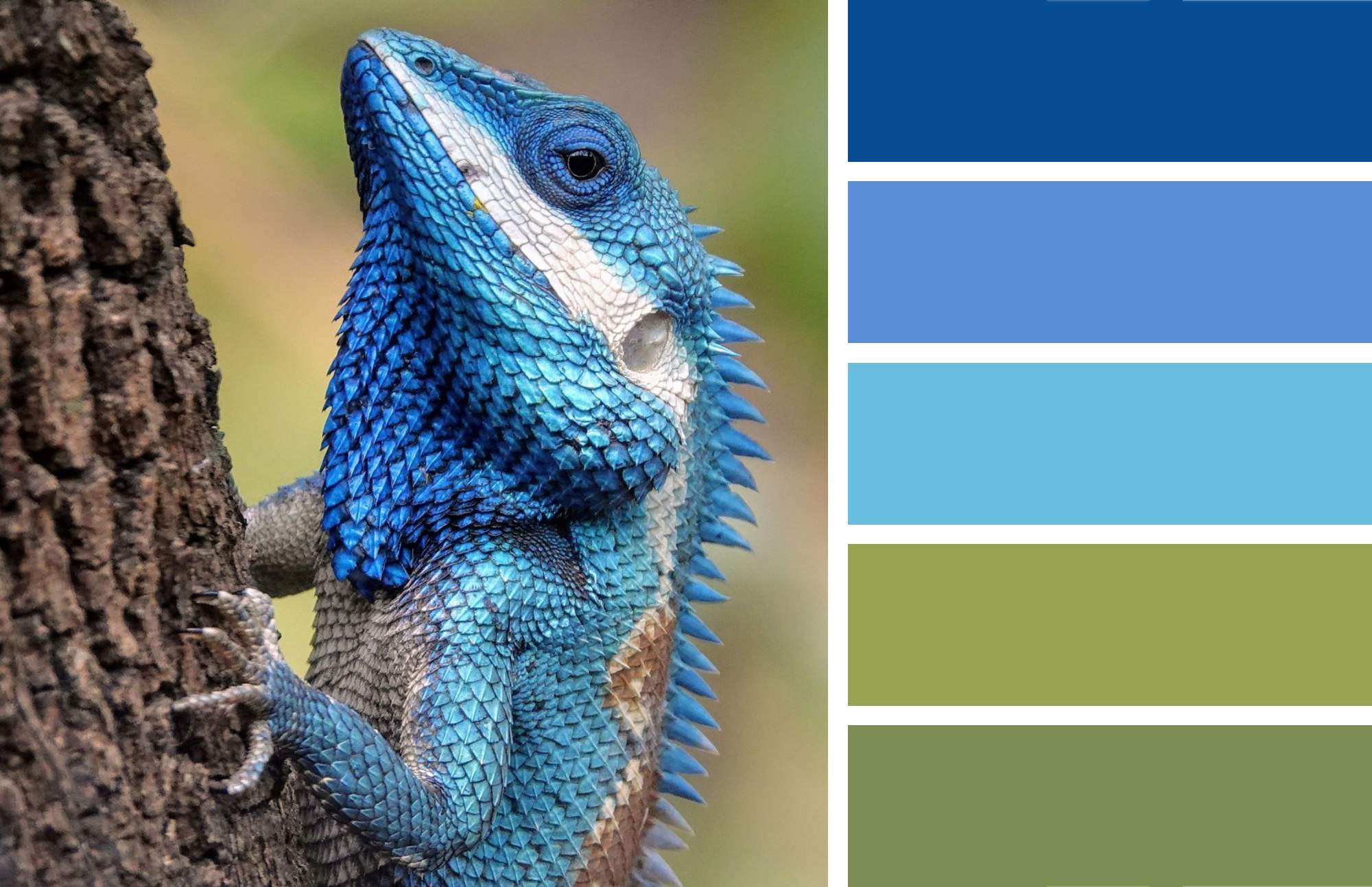 Jigsaw Puzzle | Blue Reptile, Thailand | 260 pieces | Jigidi