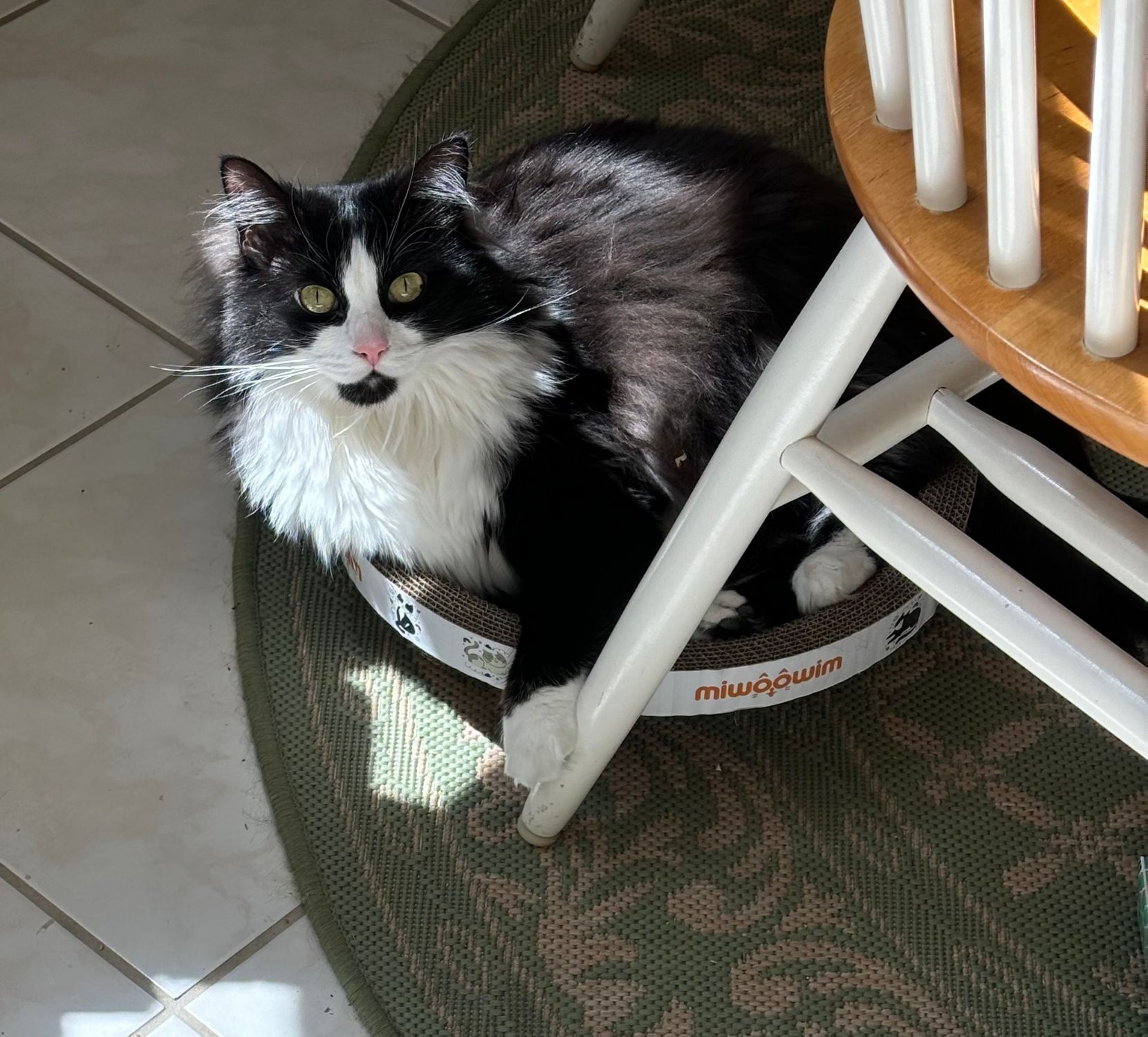 Solve Izzy jigsaw puzzle online with 90 pieces