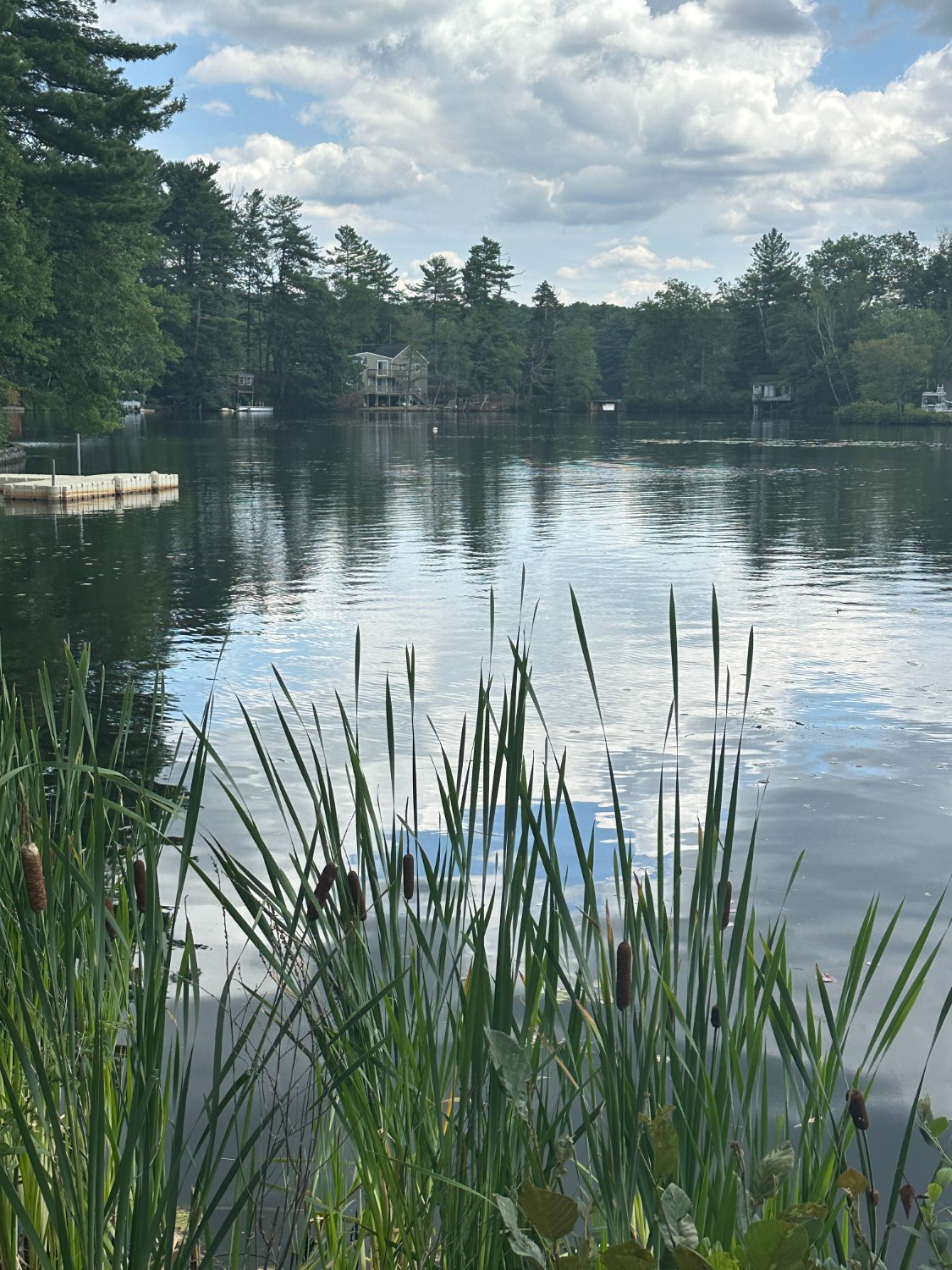 Solve Cattails and the lake jigsaw puzzle online with 130 pieces