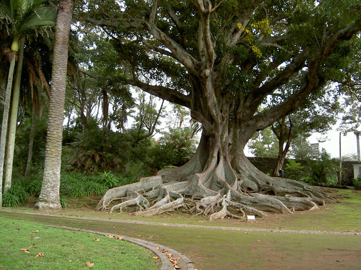 Solve What a root system! jigsaw puzzle online with 99 pieces