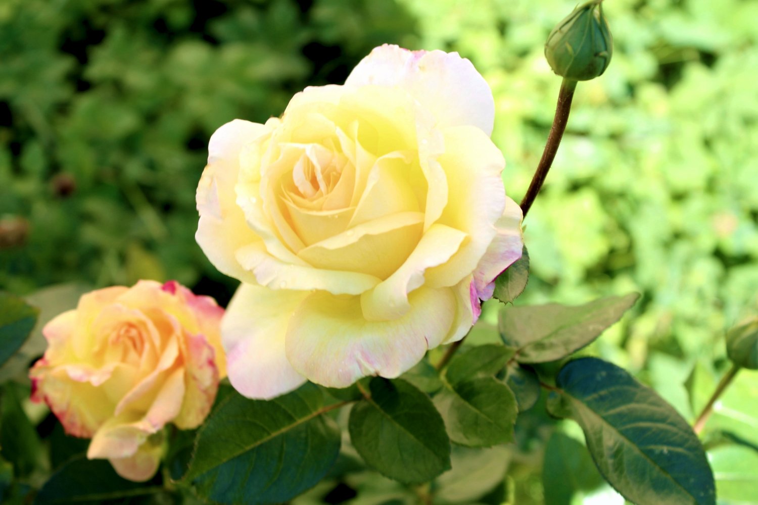 Solve Na jednom keři - On one bush jigsaw puzzle online with 15 pieces